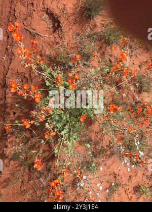 Small-leaf Globemallow (Sphaeralcea parvifolia) Plantae Stock Photo - Alamy
