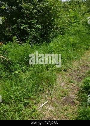 Upright Brome (Bromus erectus) Plantae Stock Photo - Alamy