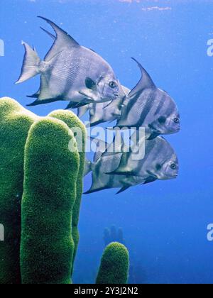 Atlantic Spadefish (Chaetodipterus faber) Actinopterygii Stock Photo ...