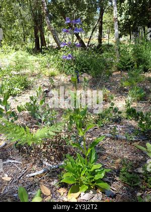 santa cruz mountains beardtongue (Penstemon rattanii kleei Stock Photo ...