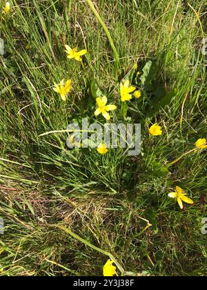 Western Buttercup (Ranunculus occidentalis) Plantae Stock Photo - Alamy