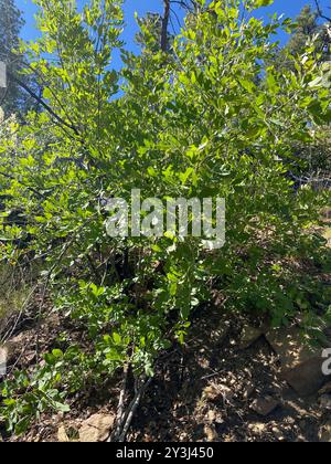 velvet ash (Fraxinus velutina) Plantae Stock Photo - Alamy