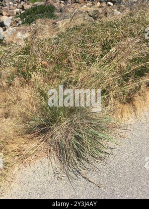 thatching grass (Hyparrhenia hirta) Plantae Stock Photo - Alamy