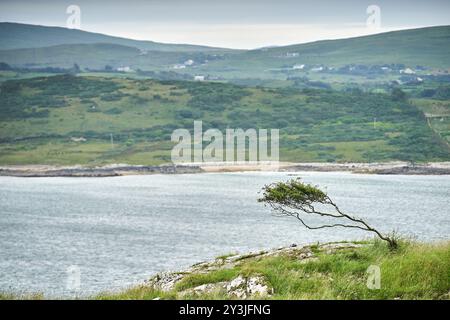 ocean bay lonely tree wind broken Stock Photo - Alamy