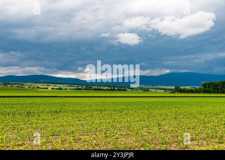 Agricultural Landscape in the Orbe Plain, Canton of Vaud, Switzerland ...