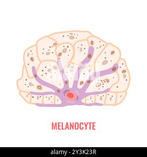 Melanocyte biology and skin tone pigmentation diagram Stock Vector ...