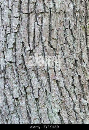 texture, structure, bark, textures, structures, barks Stock Photo - Alamy