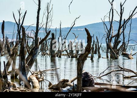 Submerged, barren tree trunks rise from the waters of Doiran Lake in ...