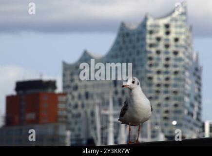 Eine Möwe an den Landungsbrücken im Hamburger Hafen. *** A seagull at ...
