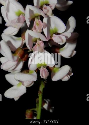 Common Derris (Derris trifoliata) Plantae Stock Photo - Alamy