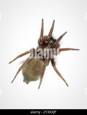 Mouse Spider (Scotophaeus blackwalli) Arachnida Stock Photo - Alamy