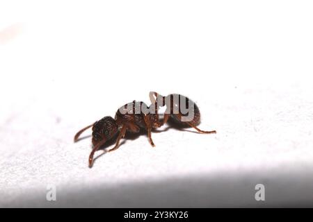 Scabrous Ant (Myrmica scabrinodis) Insecta Stock Photo - Alamy