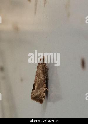 Bramble Shoot Moth (Notocelia uddmanniana) Insecta Stock Photo - Alamy