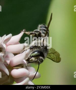 Texas Leafcutter Bee (Megachile texana) Insecta Stock Photo - Alamy