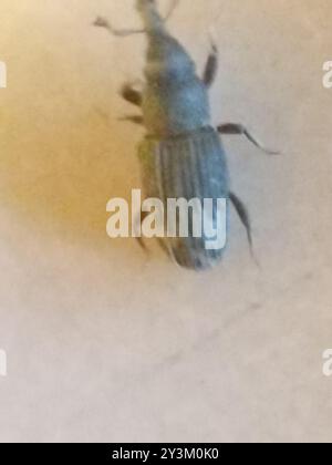 American Billbug Weevil (Dryophthorus americanus) Insecta Stock Photo ...