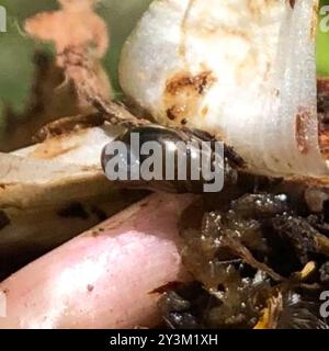 Pillars (Cochlicopa) Mollusca Stock Photo - Alamy