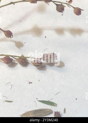 slender pinweed (Lechea tenuifolia Stock Photo - Alamy