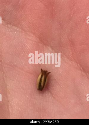 Spreading chinchweed (Pectis prostrata) Plantae Stock Photo - Alamy