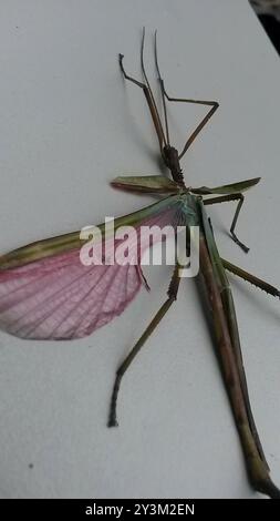 Red-winged Stick Insect (Podacanthus viridiroseus) Insecta Stock Photo ...