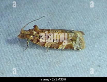 Jack Pine Tube Moth and Allies (Argyrotaenia tabulana) Insecta Stock ...