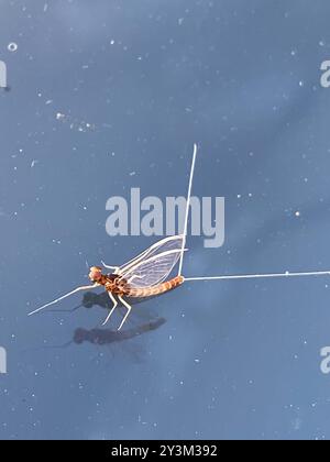 Blue-winged Olives (Baetis) Insecta Stock Photo - Alamy