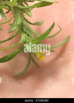 Spreading chinchweed (Pectis prostrata Stock Photo - Alamy