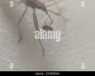 Damsel Bugs (Nabidae) Insecta Stock Photo - Alamy