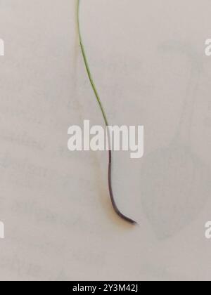 Slender Spikerush (Eleocharis tenuis) Plantae Stock Photo - Alamy