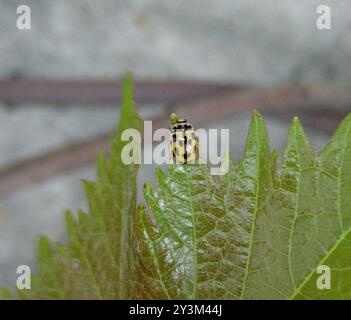 Fourteen-spotted Lady Beetle (Propylea quatuordecimpunctata) Insecta ...