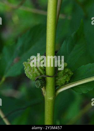 (Corchorus capsularis) Plantae Stock Photo - Alamy