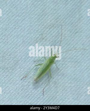 Rice Leaf Bug (Trigonotylus caelestialium) Insecta Stock Photo - Alamy