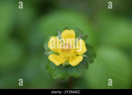 The Mock Strawberry plant for ground cover in the garden Stock Photo ...