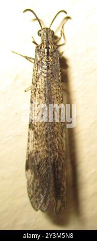 Antlions and Owlflies (Myrmeleontidae) Insecta Stock Photo - Alamy