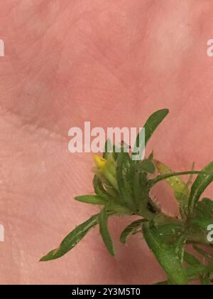 Spreading chinchweed (Pectis prostrata) Plantae Stock Photo - Alamy