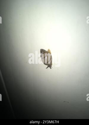 West Indian Bulimulus (Bulimulus guadalupensis) Mollusca Stock Photo ...