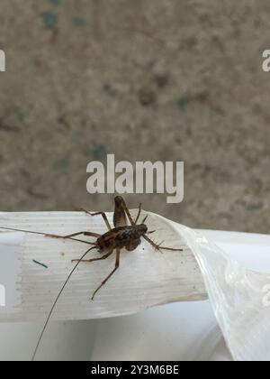 Camel Crickets (Ceuthophilus) Insecta Stock Photo - Alamy