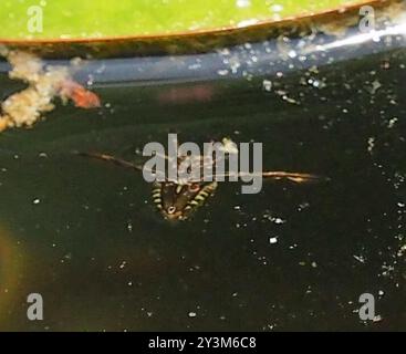 Water Bugs (Nepomorpha) Insecta Stock Photo - Alamy