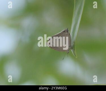 Plains Blue Royal (Tajuria jehana), Insecta, Poonjar Vadakkekara ...