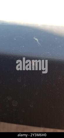 Four-lined Slender Jumping Spider (Marpissa lineata) Arachnida Stock ...