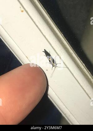 Skunk Moth (Polix coloradella) Insecta Stock Photo - Alamy