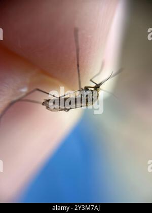 (Aedes punctor) Insecta Stock Photo - Alamy