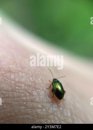 Studded Flea Beetles (Crepidodera) Insecta Stock Photo - Alamy