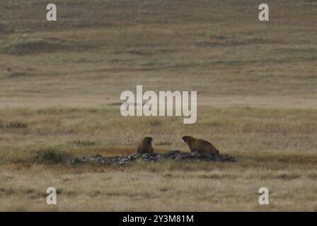 Grey Marmot (Marmota baibacina) Mammalia Stock Photo - Alamy