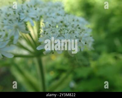 common cowparsnip (Heracleum maximum) Plantae Stock Photo - Alamy