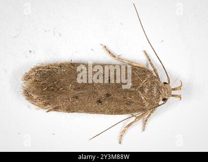 dull red neb (Bryotropha senectella) Insecta Stock Photo - Alamy