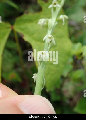 Whiteflower Rein Orchid (Platanthera ephemerantha) Plantae Stock Photo ...