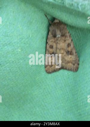 Mottled Rustic (Caradrina morpheus) Insecta Stock Photo - Alamy