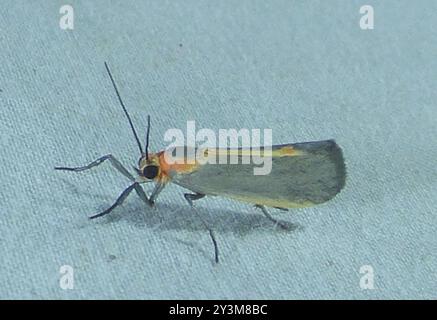 Lead-colored Lichen Moth (Cisthene plumbea) Insecta Stock Photo - Alamy
