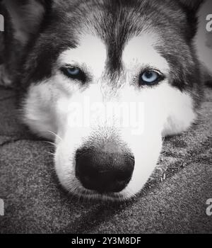 homeless Husky dog on pavement Stock Photo - Alamy