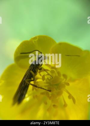 Stem Sawflies (Cephidae) Insecta Stock Photo - Alamy
